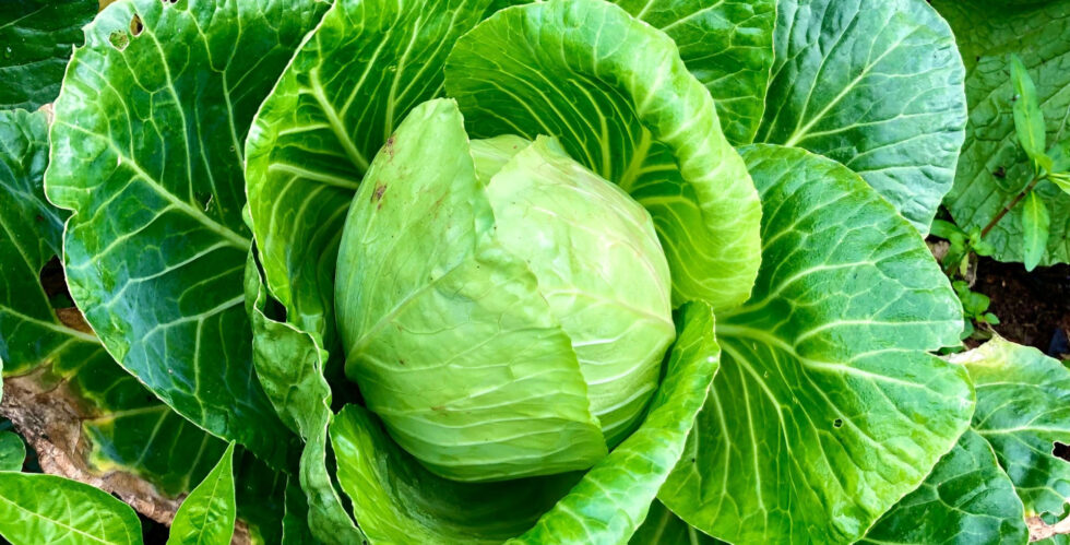Cabbage | Gardeners Almanac