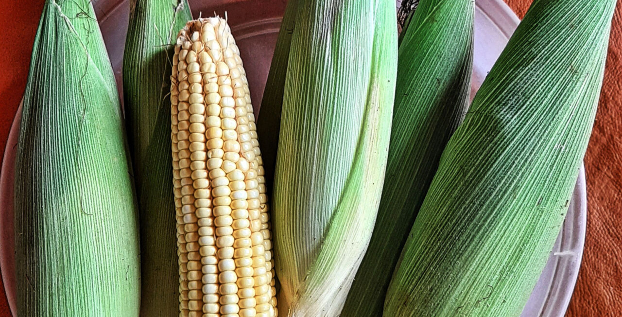 Corn | Gardeners Almanac