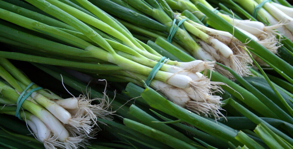 Scallions | Gardeners Almanac